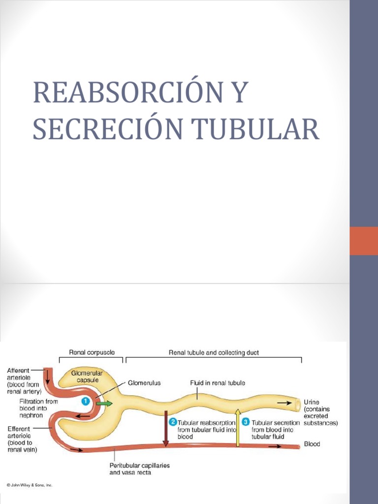Reabsorcion y Secrecion Tubular Cap | PDF | Riñón | Química