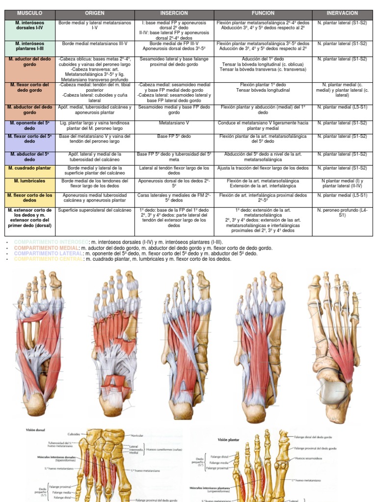 Musculatura Del Pie | PDF | Dedo del pie | Tejido suave