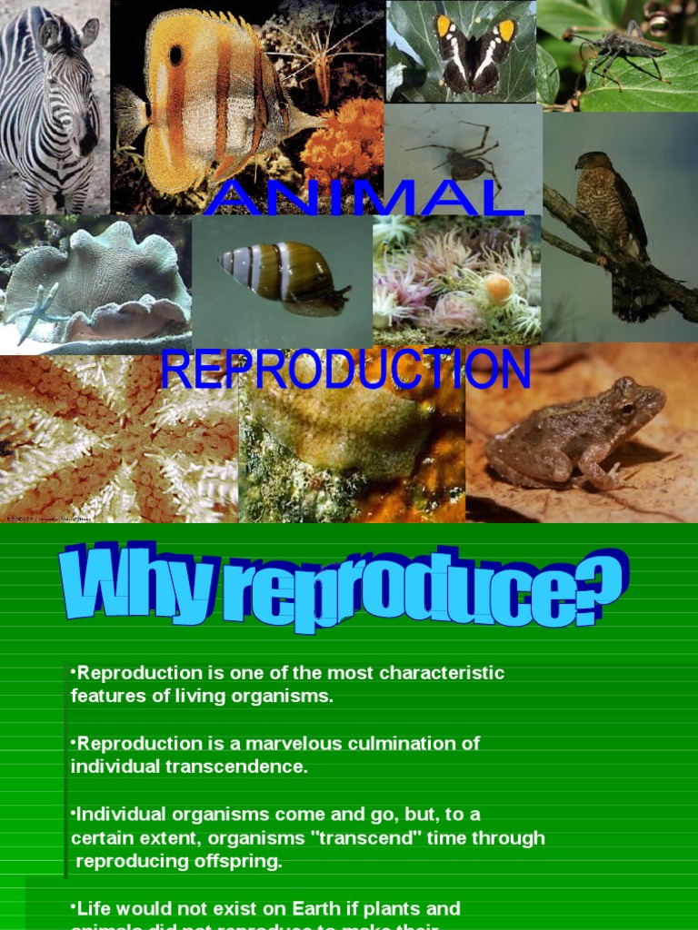 Asexual vs. Sexual Reproduction in Animals | PDF | Reproduction ...