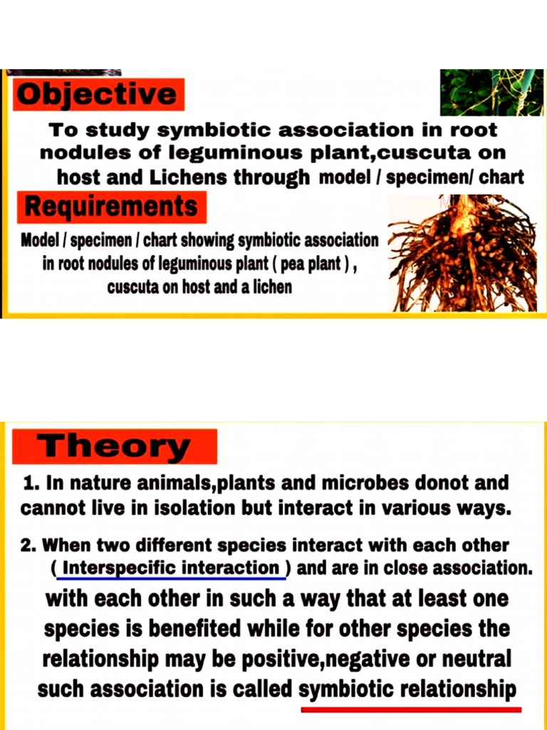Experiment No 16 Models Specimen Showing Symbolic Association in Root ...