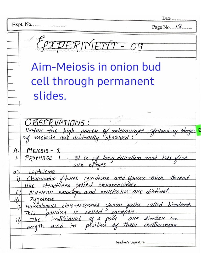 Exp 9 - Meiosis in Onion Bud Cell Through Permanent Slides | PDF