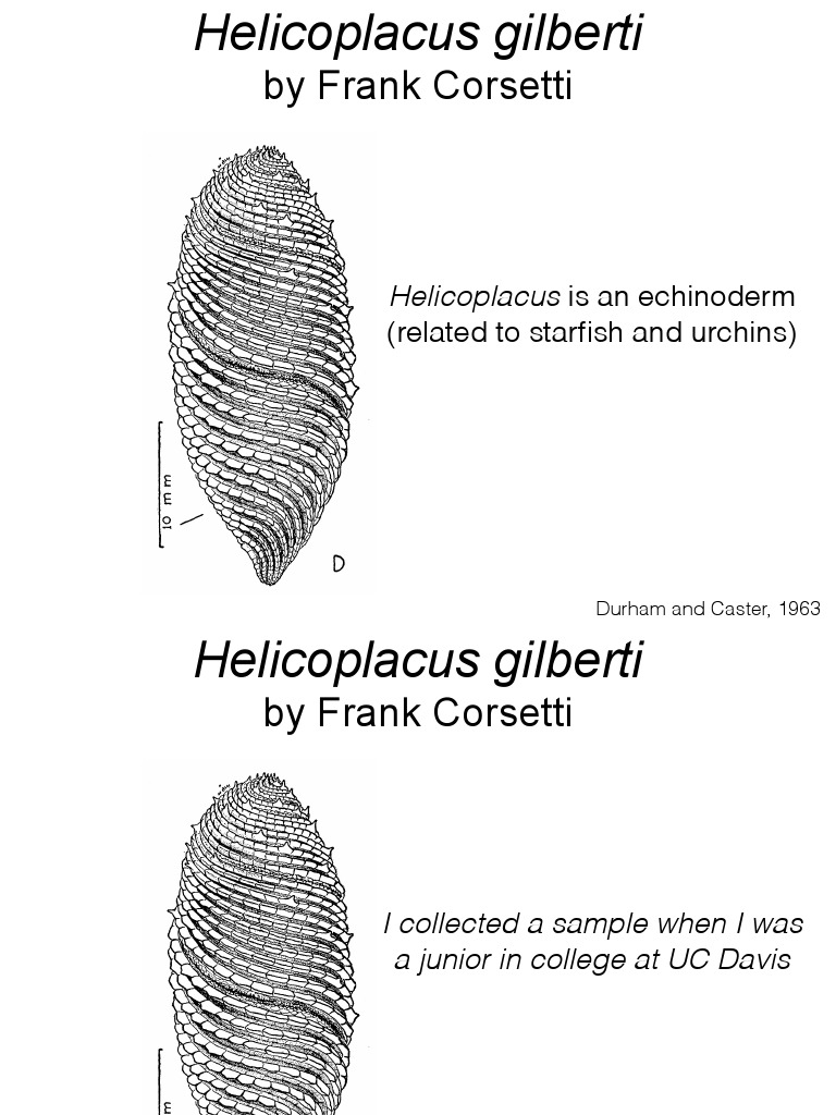 Helicoplacus 2022 | PDF | Fossil