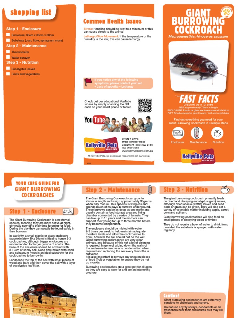 Common Health and Care of Giant Burrowing Cockroaches | PDF