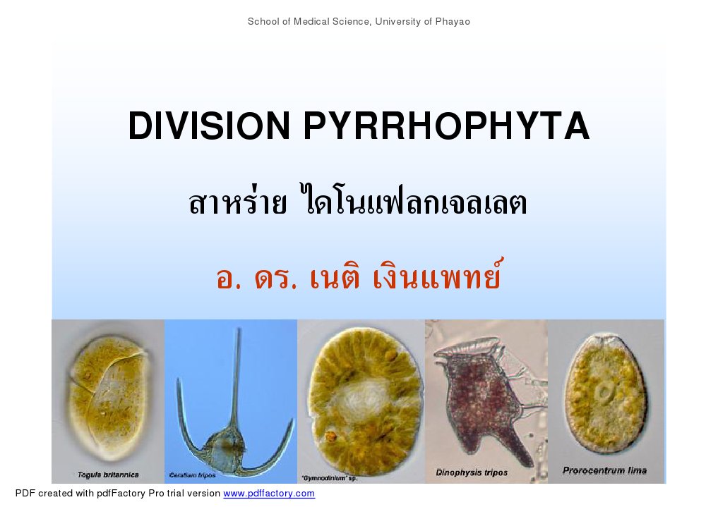 Division Pyrrhophyta ไดโนแฟลกเจลเลต | PDF