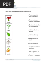 Parts of a Plant Worksheet | PDF | Leaf | Plants