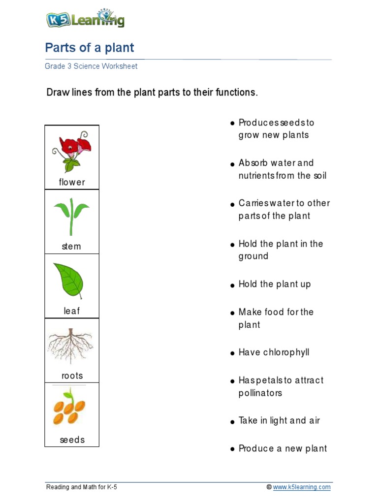 Parts of a Plant Worksheet: Label Plant Parts and Their Functions | PDF