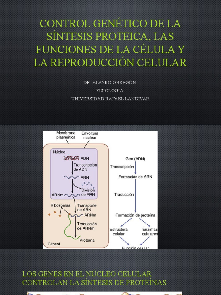 Control Genético en la Síntesis de Proteínas | PDF | Salud y bienestar
