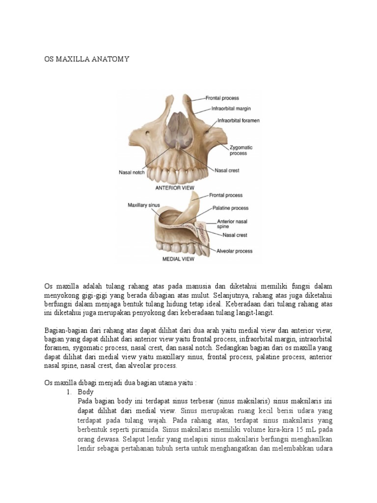 Os Maxilla Anatomy | PDF