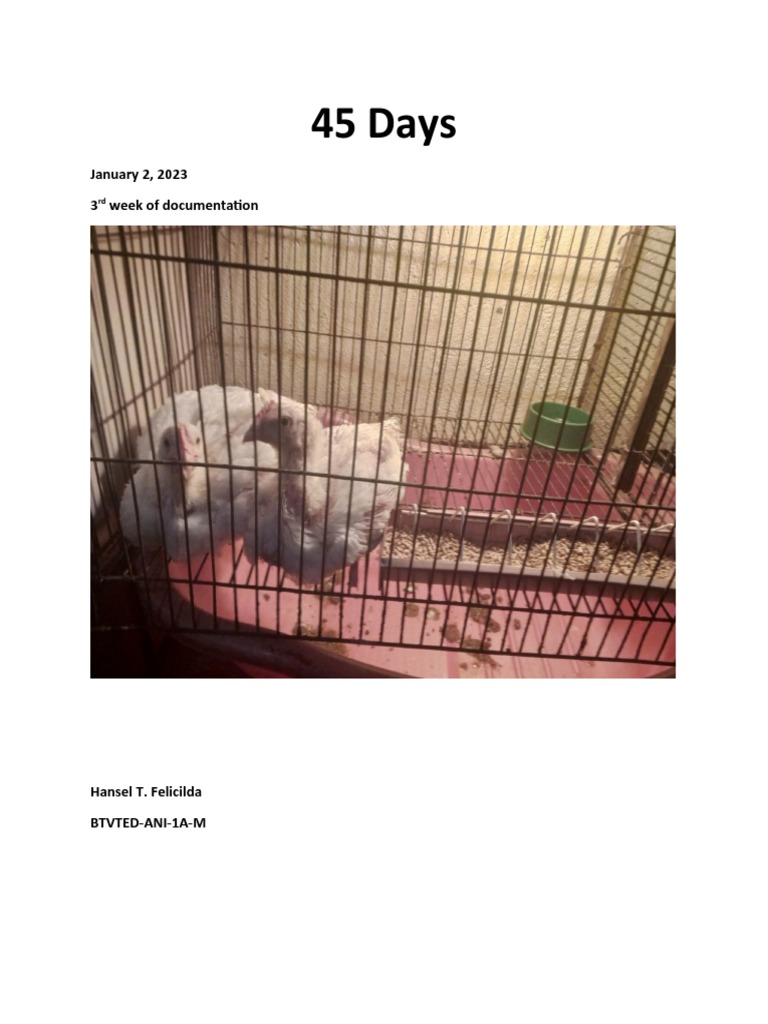 45 Days Chicken - 3rd Week | PDF