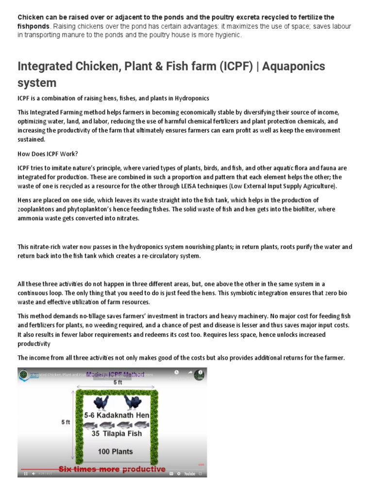 Chicken Can Be Raised Over or Adjacent To The Ponds and The Poultry ...