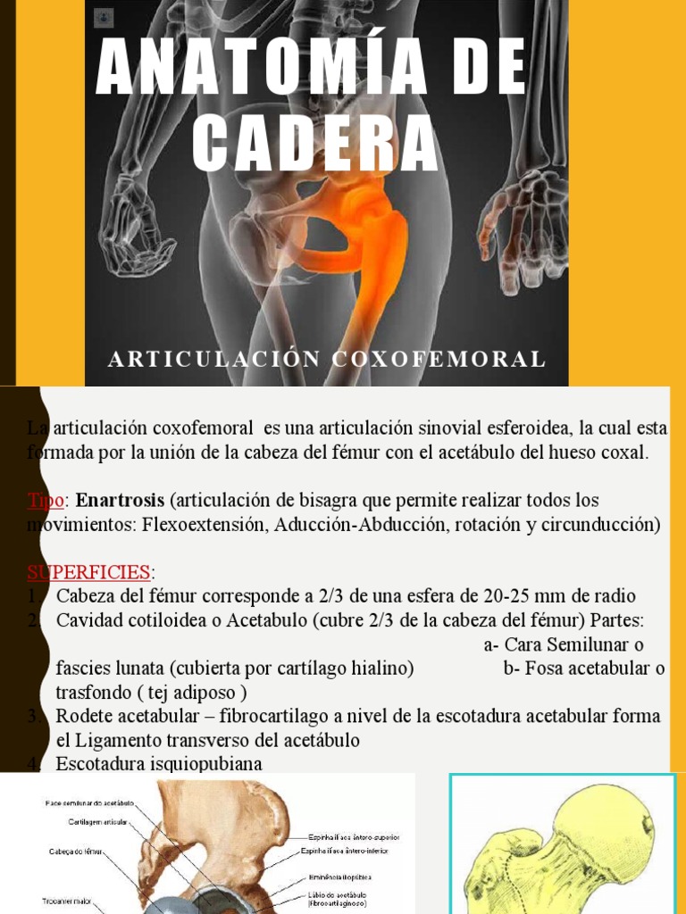 Anatomía de Cadera (YO) | PDF | Sistema musculoesquelético | Extremidades (anatomía)