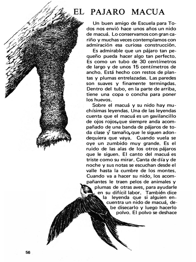 Pájaro Macuá | PDF | Aves | Ornitología