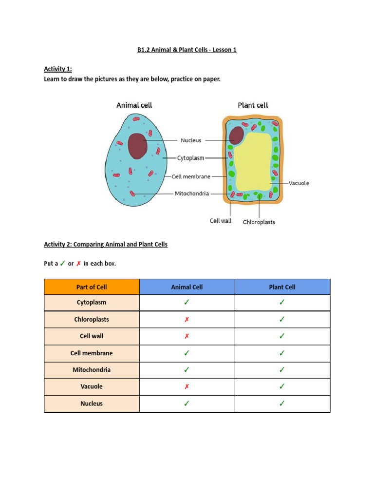 Comparing Animal and Plant Cells | PDF | Cell (Biology) | Chloroplast