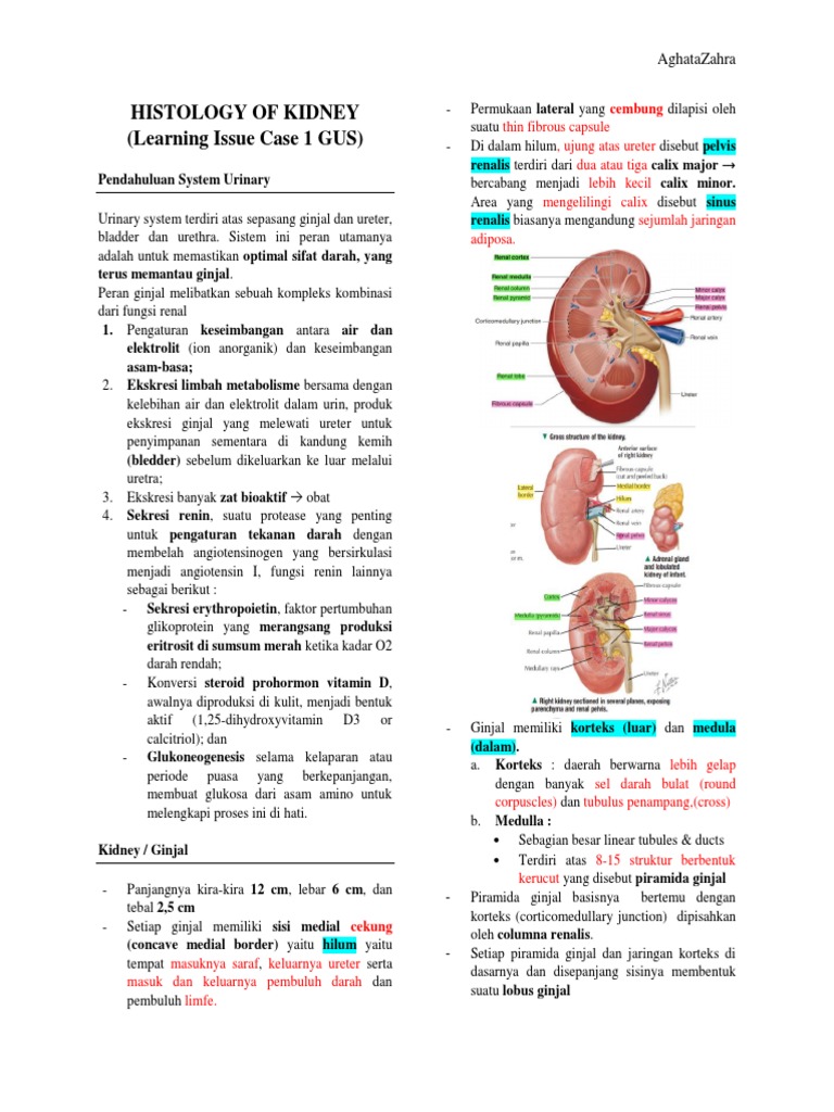 Histology of Kidney | PDF