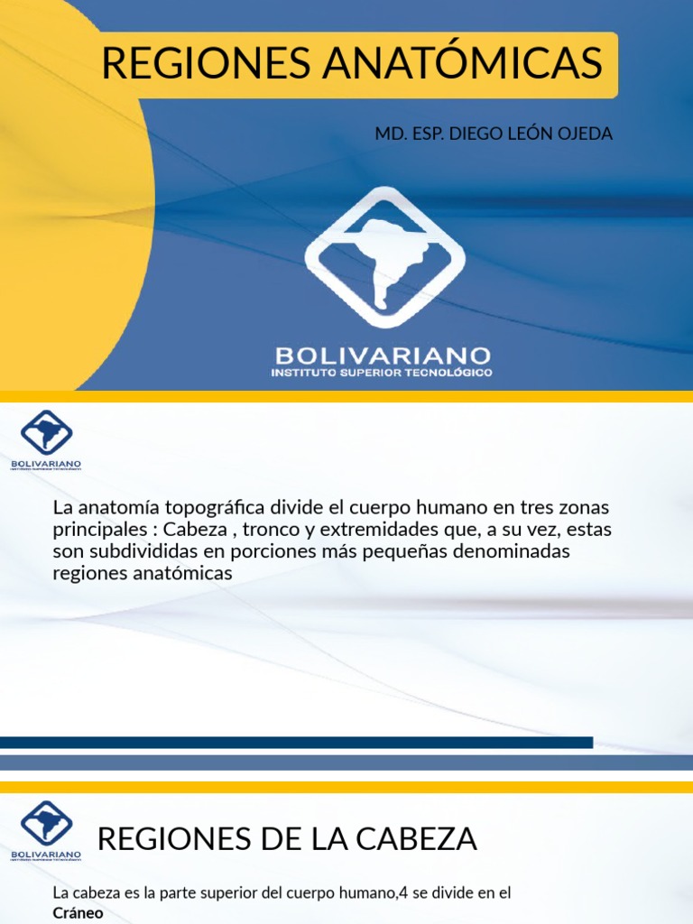 Regiones Anatómicas | Descargar gratis PDF | Mano | Términos anatómicos ...