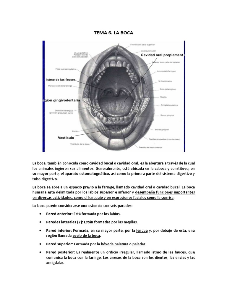 Anatomía de la Cavidad Oral | PDF | Boca | Anatomia animal