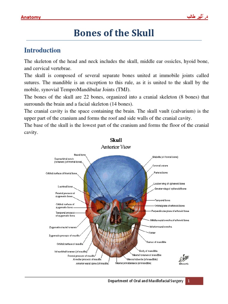 Skull Bones Guide | PDF | Skull | Human Nose
