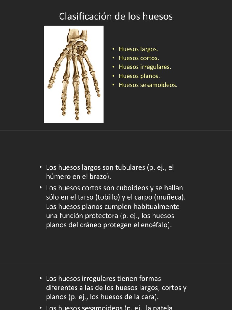 Clasificación de Los Huesos | PDF Clasificación de Los Huesos | PDF