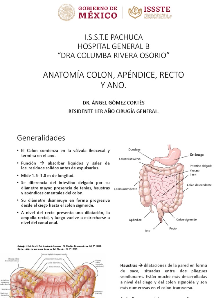 Colon y Recto | PDF | Intestino grueso | Abdomen