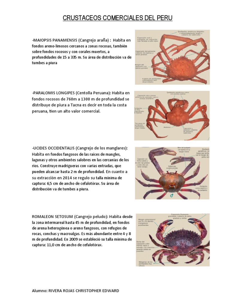 Crustaceos Comerciales Del Peru | PDF