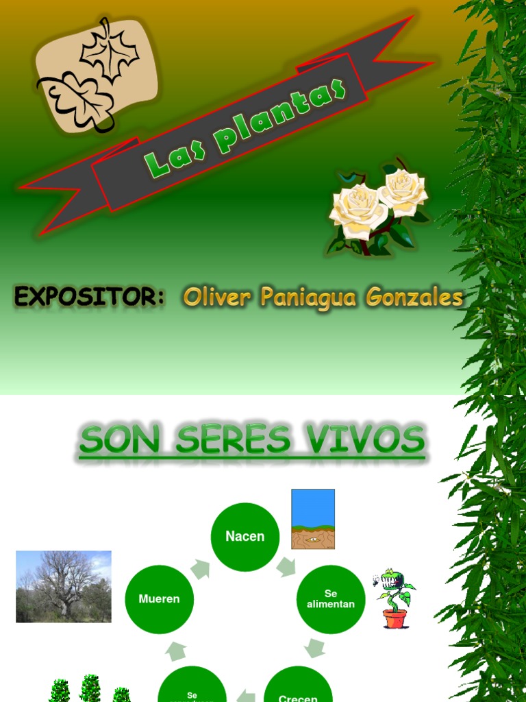 Las Plantas | PDF | Ciencia y matemáticas