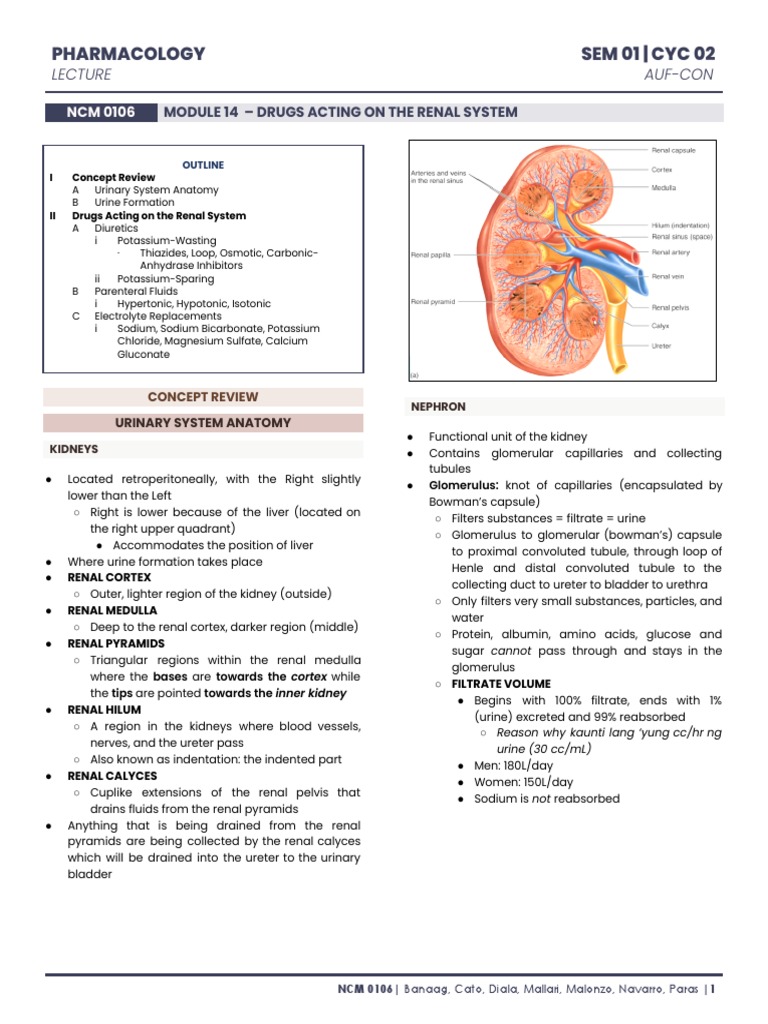 14 Drugs Acting On The Renal System | PDF | Kidney | Urinary System