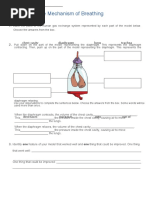 Respiratory System Cut and Paste Answers | PDF