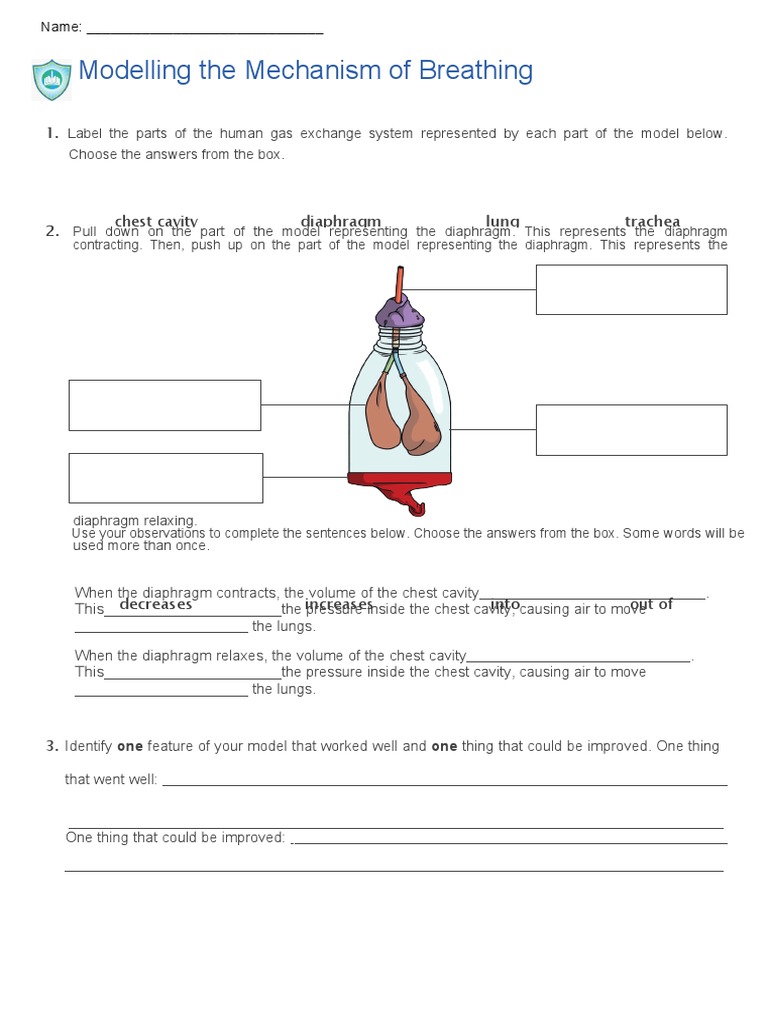 Modelling The Mechanism of Breathing Worksheet Support | PDF | Breathing | Thorax
