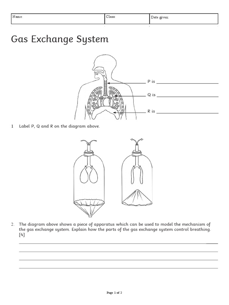 Gas Exchange System: Pis Qis | PDF | Breathing | Lung