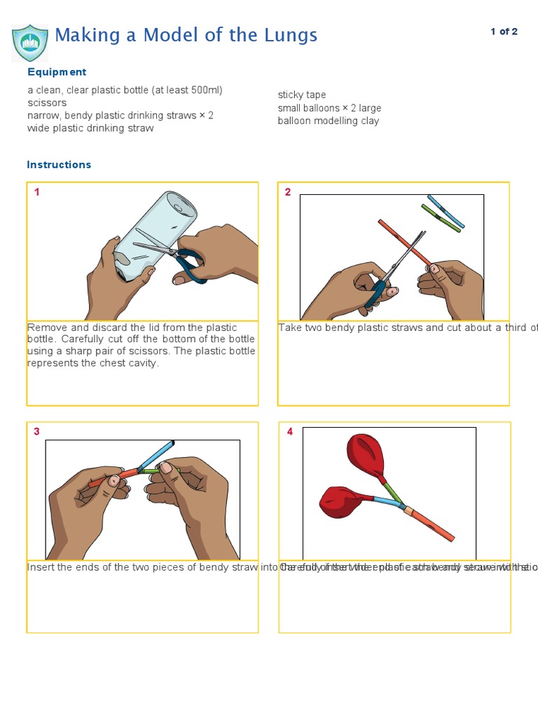 Model the Lungs with Bottles and Balloons | PDF