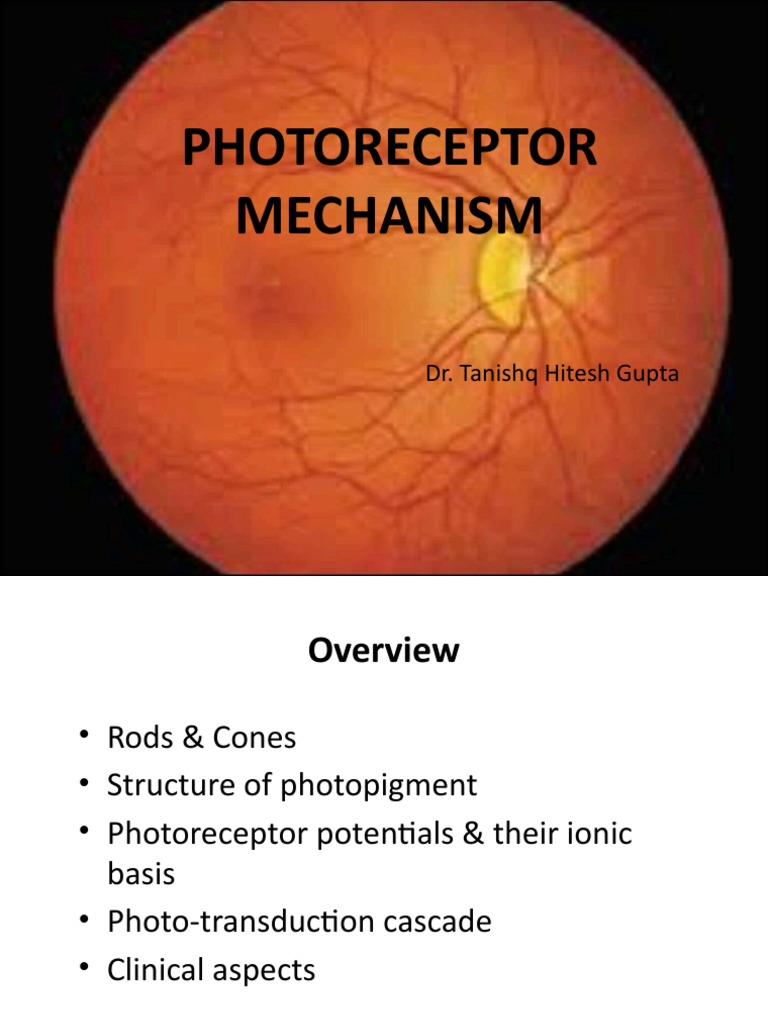 Vision Photoreceptor Mechanism | PDF | Retina | Visual Perception