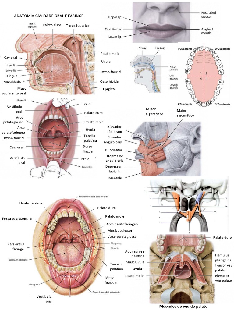 Anatomia Cavidade Oral | PDF | Língua | Órgão (anatomia)