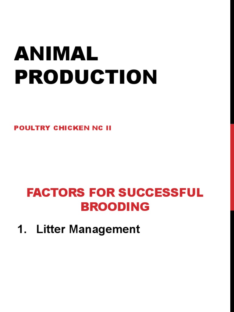 Factors For Successful Brooding | PDF