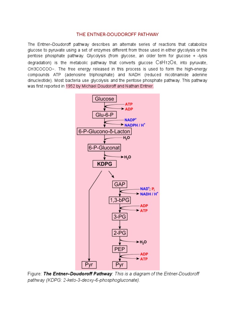 The Entner-Doudoroff Pathway | PDF
