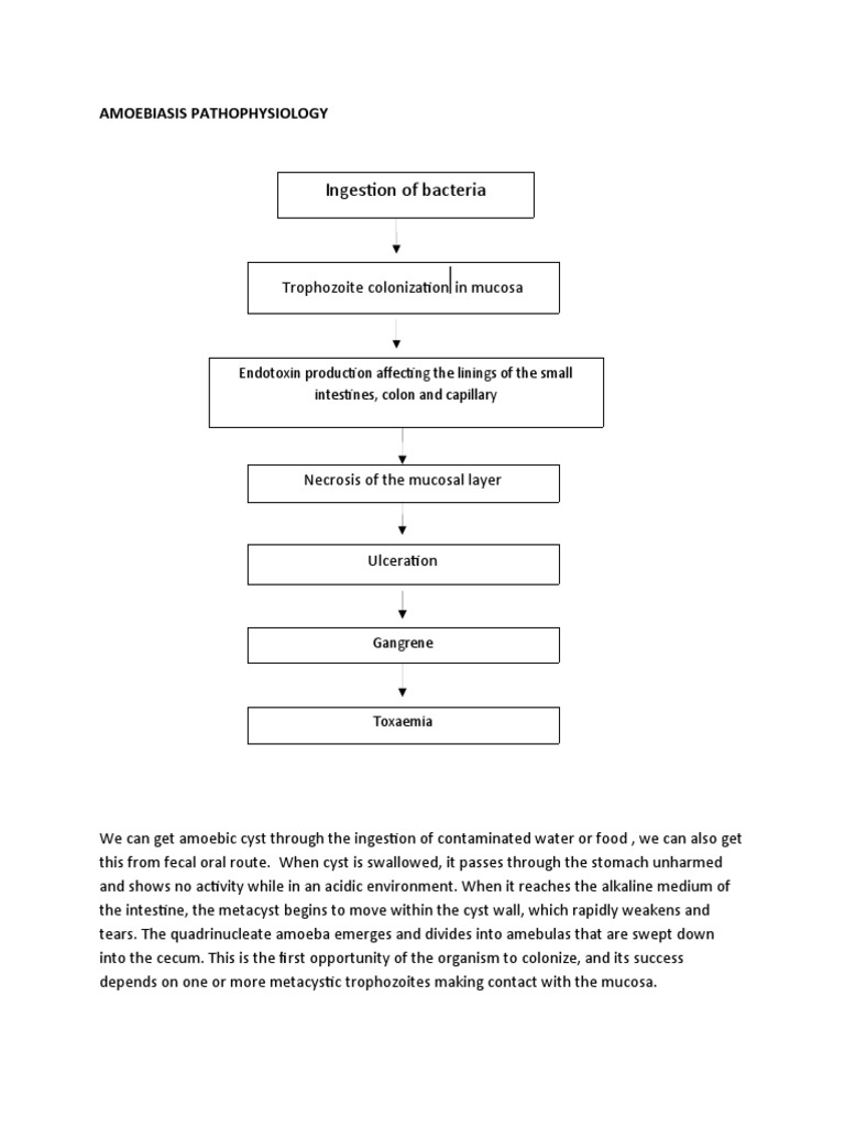 Amoebiasis Pathophysiology | PDF | Anatomy | Medical Specialties