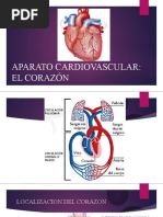 Formación del Asa Cardíaca en Embriología | PDF | Corazón | Órgano ...