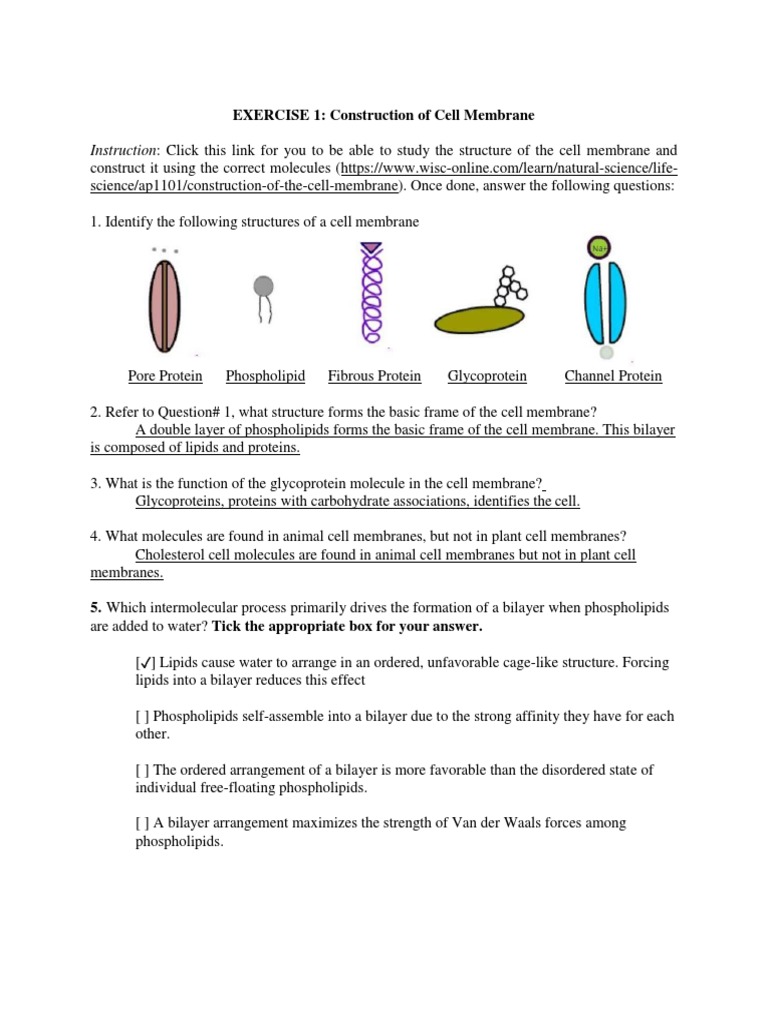 Exercise 1 Construction of Cell Membrane | PDF
