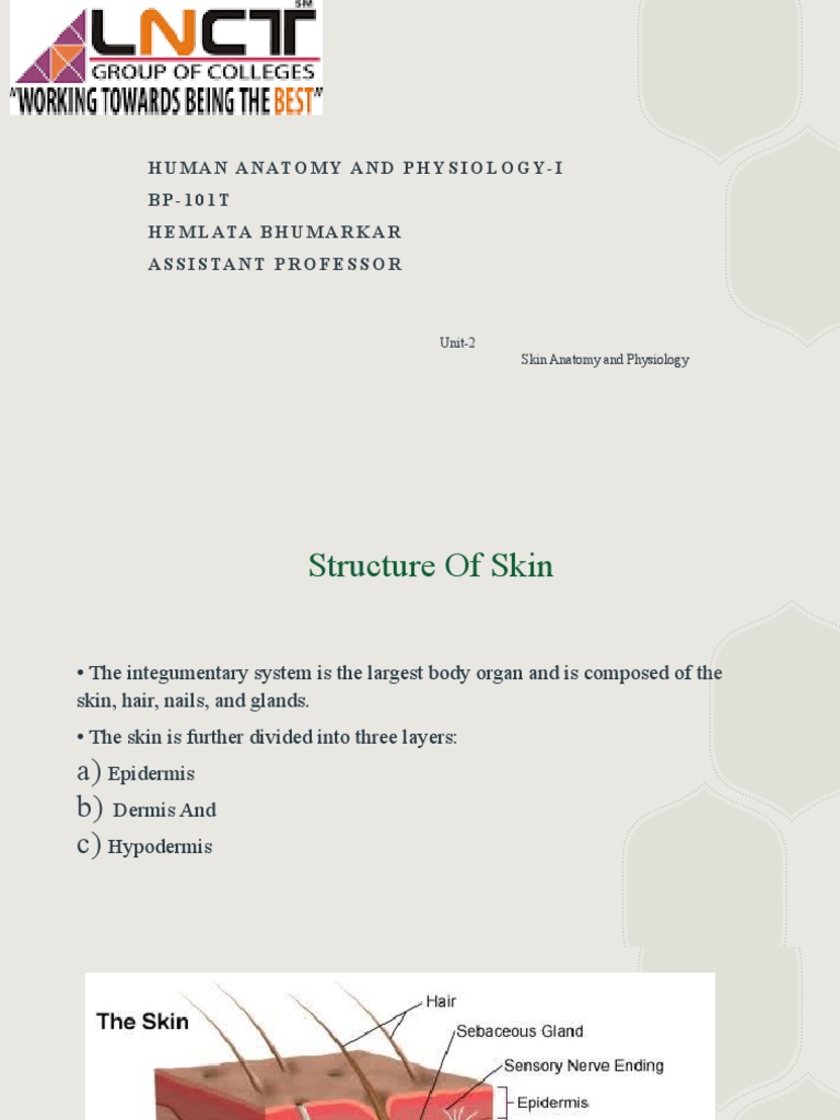 Unit-II Skin Anatomy and Physiology | PDF | Epidermis | Skin