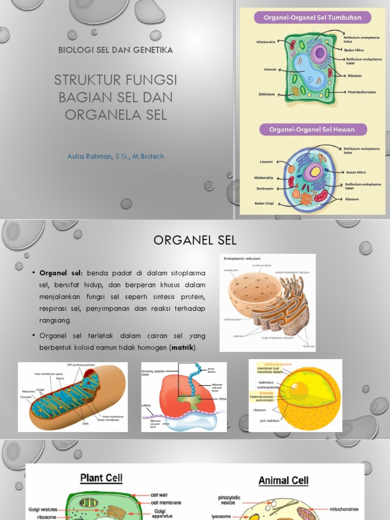 Struktur Fungsi Organel Sel | PDF