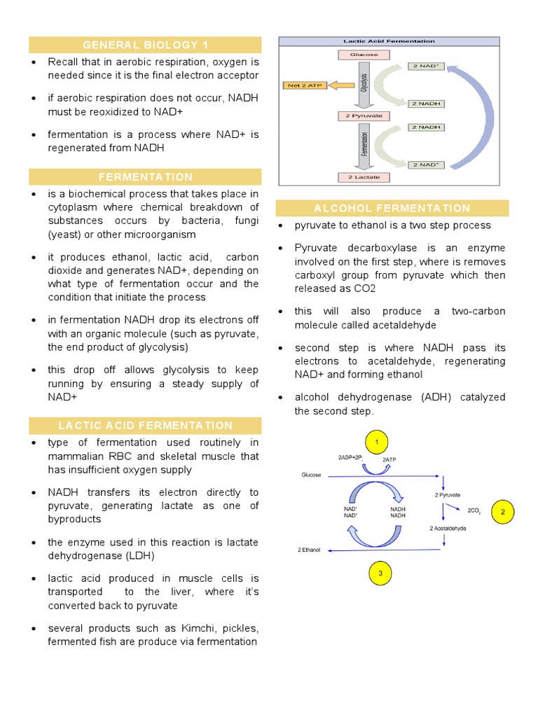 Fermentation Notes | PDF