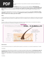 Estructura y Composición Del Cabello | PDF | Pelo | Sistema tegumentario