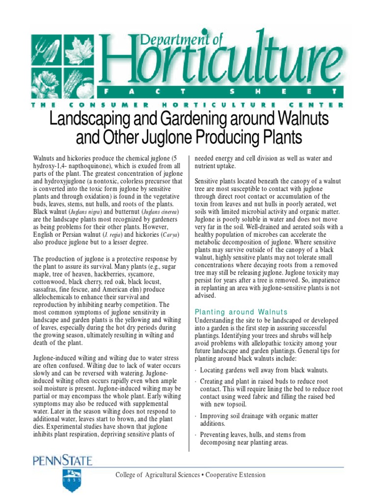 Landscaping and Gardening Around Walnuts and Other | PDF | Walnut | Trees