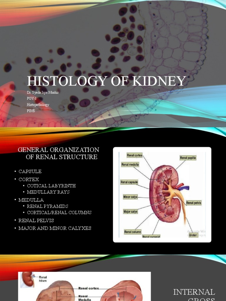 Normal Kidney Histology Overview | PDF