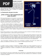 Nacho Primer Grado Version Honduras | PDF