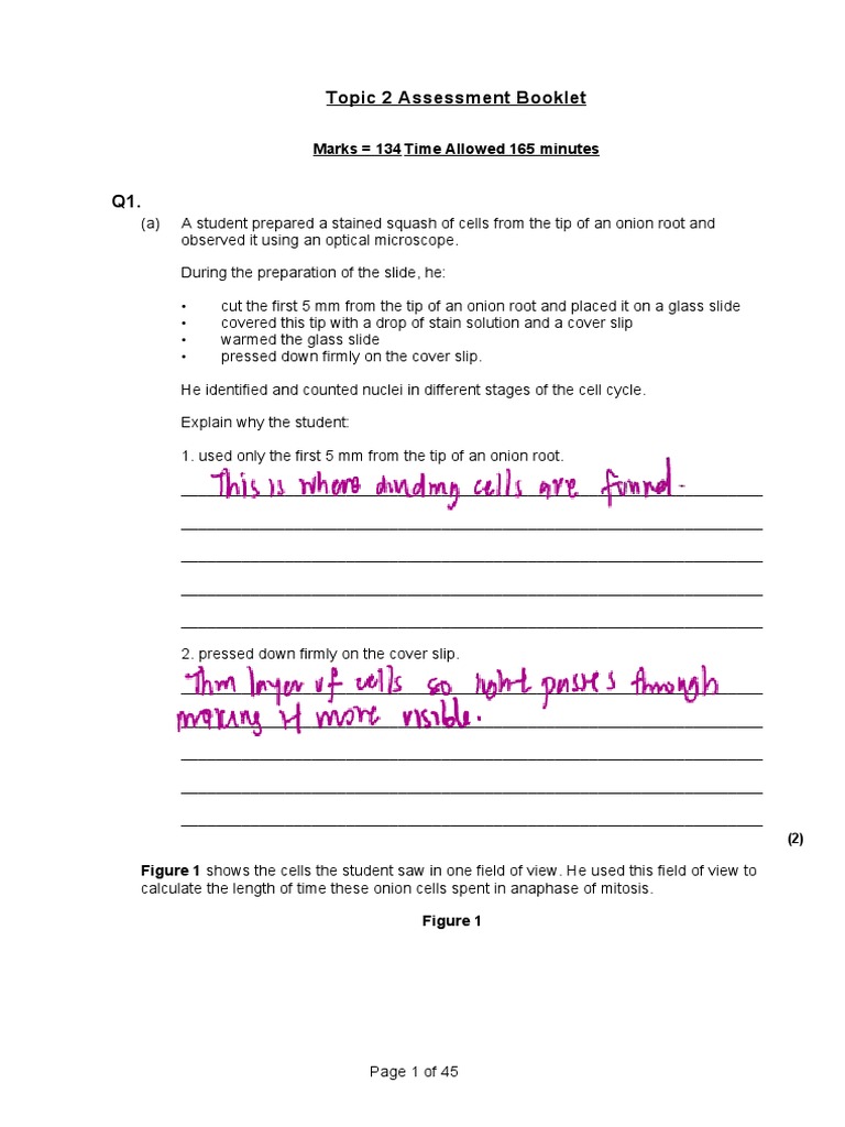 Onion Root Cell Cycle Assessment Guide | PDF | Immunity (Medical) | Mitosis