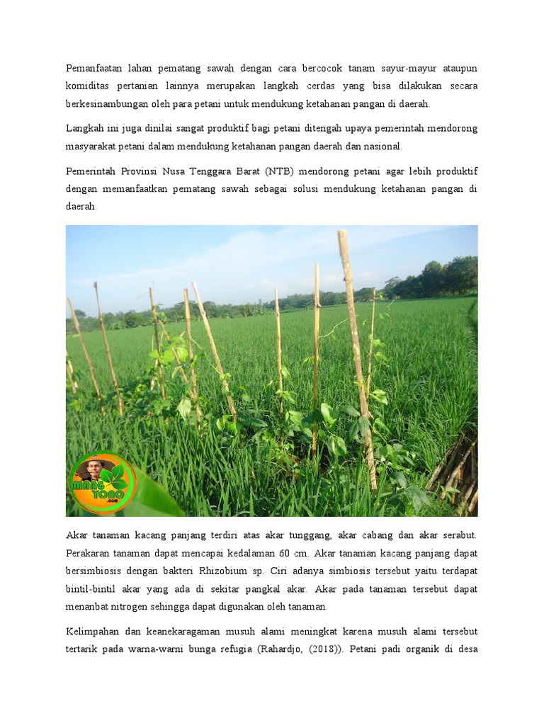 Pematang Sawah | PDF