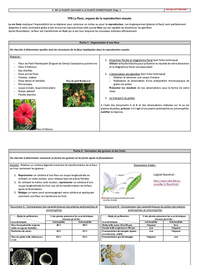 Schéma de la fleur d'orgueil de Chine | PDF | Pollinisation | Fleurs