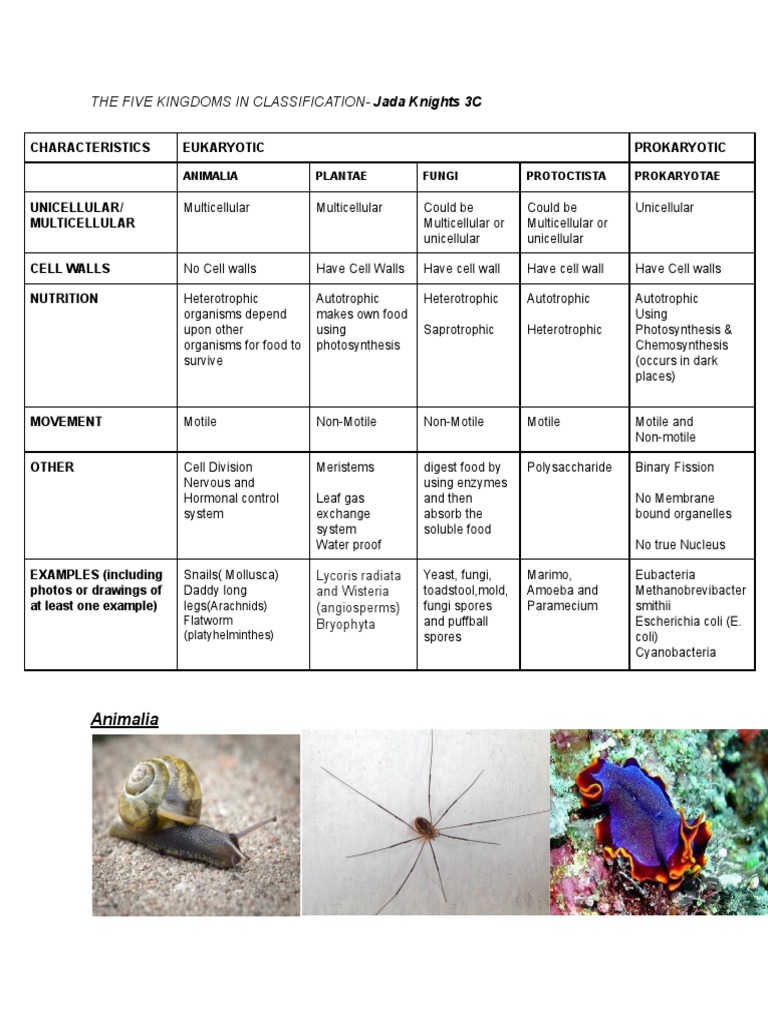 Classification of the Five Kingdoms: Characteristics, Examples, and Diagrams of Organisms in ...