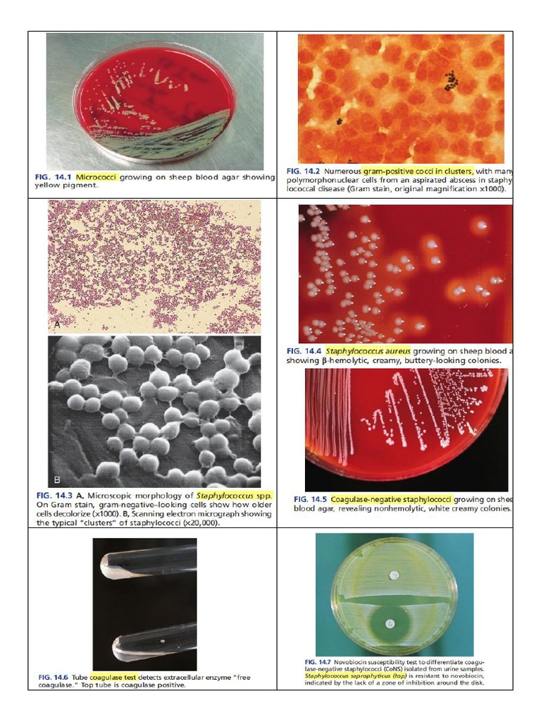 Bacte Pics Comp | PDF