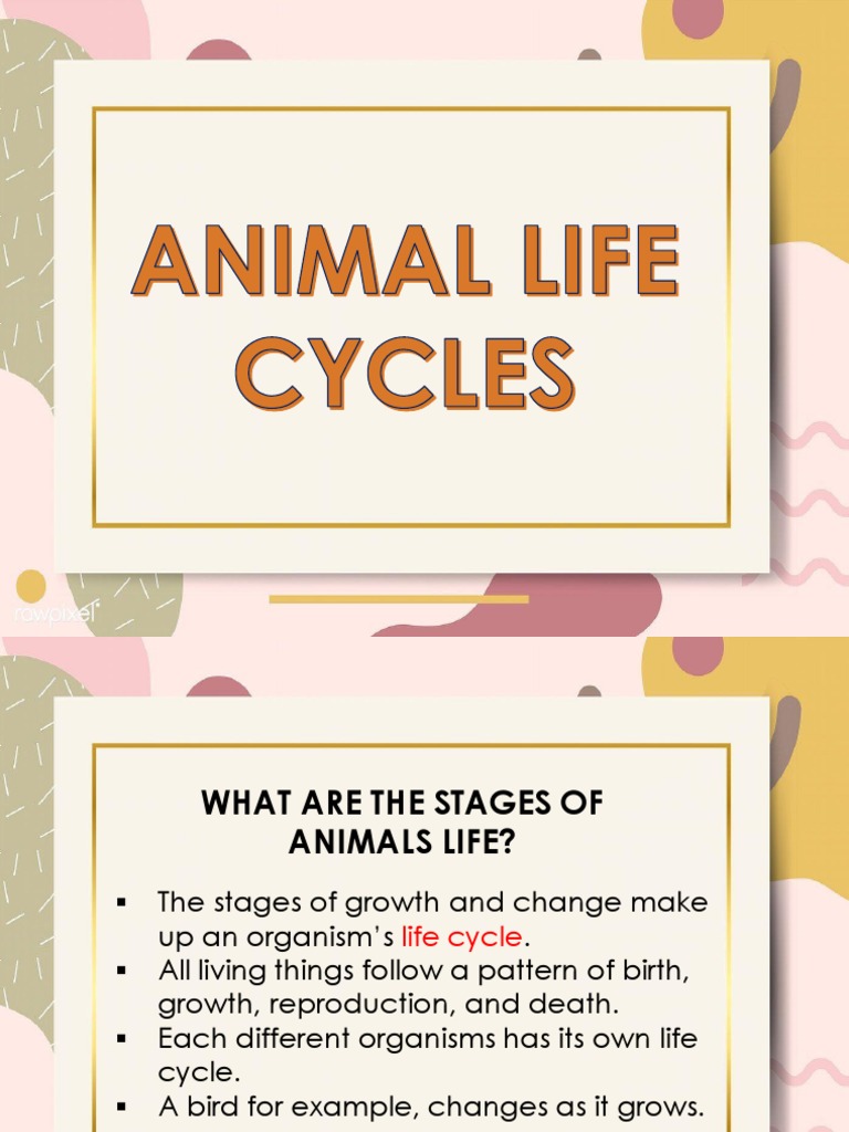 Understanding Animal Life Cycles | PDF | Reproduction | Butterfly